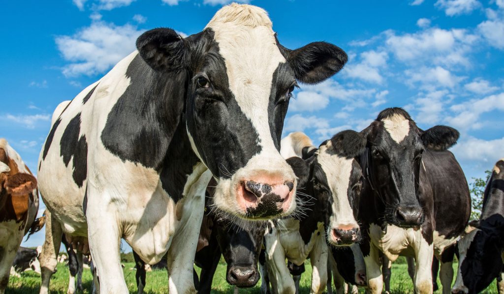 Scientists discover cows talk to each other about how they feel using ...