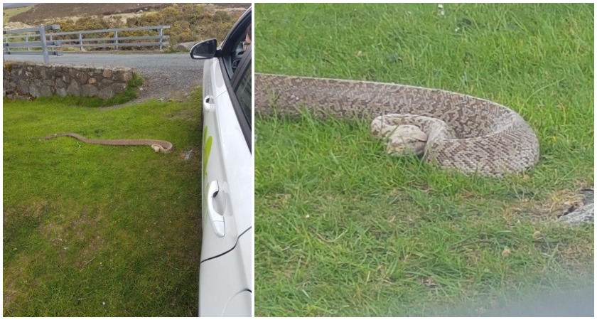 ISPCA appeal for information after female PYTHON found abandoned in ...