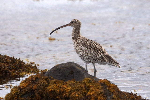 One of Ireland's most distinctive birds is dangerously close to ...