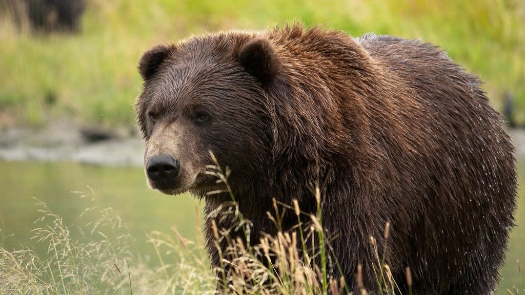 Brown bears back living in Ireland thousands of years after they went ...