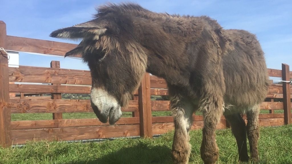 Sanctuary appeal for help to save 'mistreated and depressed' donkey ...