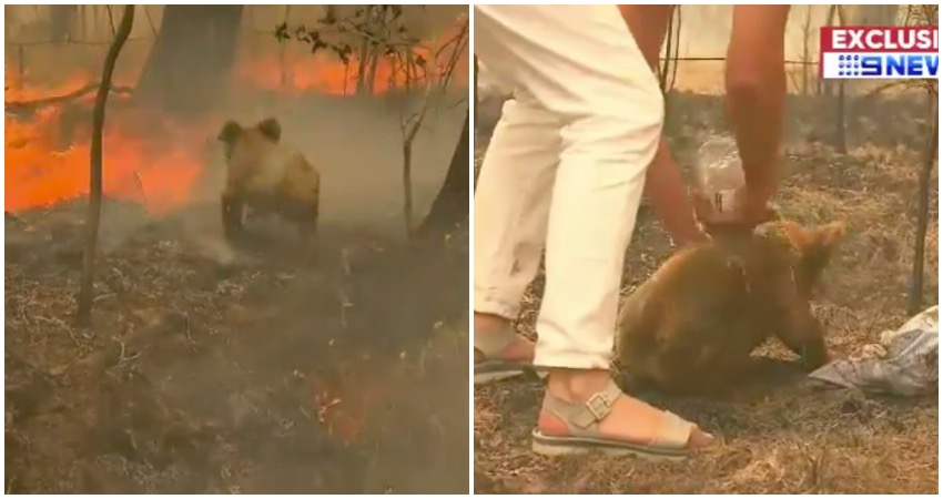Lewis the Koala - rescued from Australian bushfire last week - sadly ...