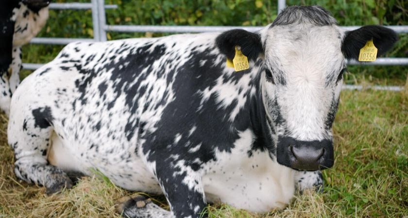 Critically endangered breed of Irish cow granted special status | The ...