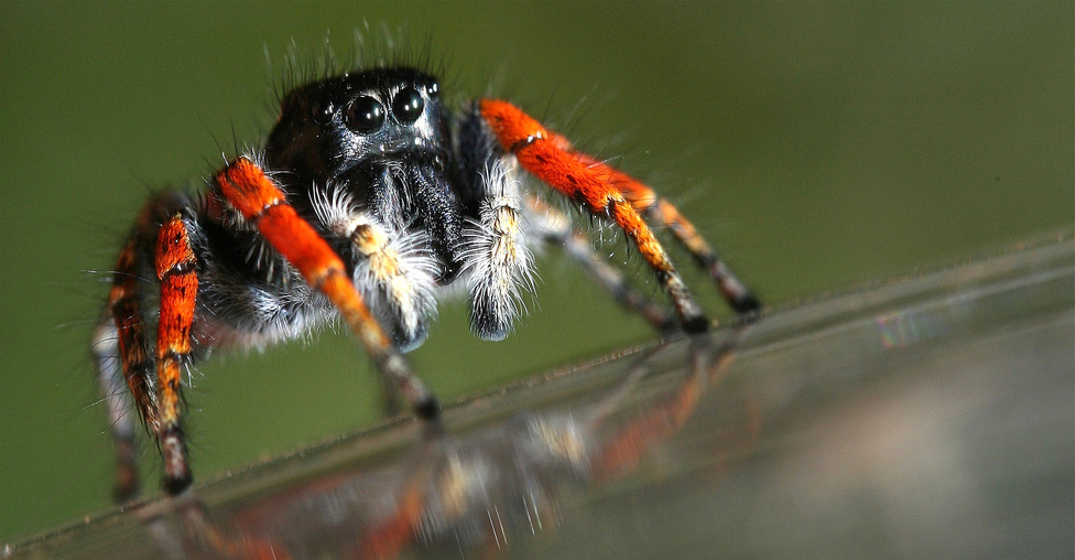 'Deadly' jumping spider spotted in Ireland for very first time | The ...