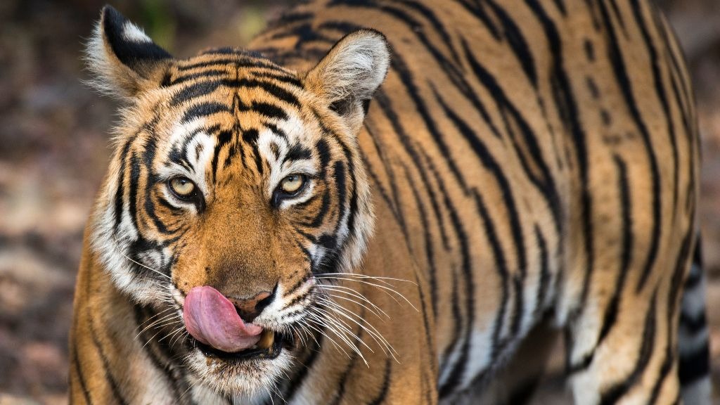 Tiger tests positive for COVID-19 after developing ‘dry cough’ while ...
